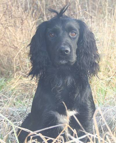 One to One Training – By Chris – Spaniels in the Field & Flushing ...