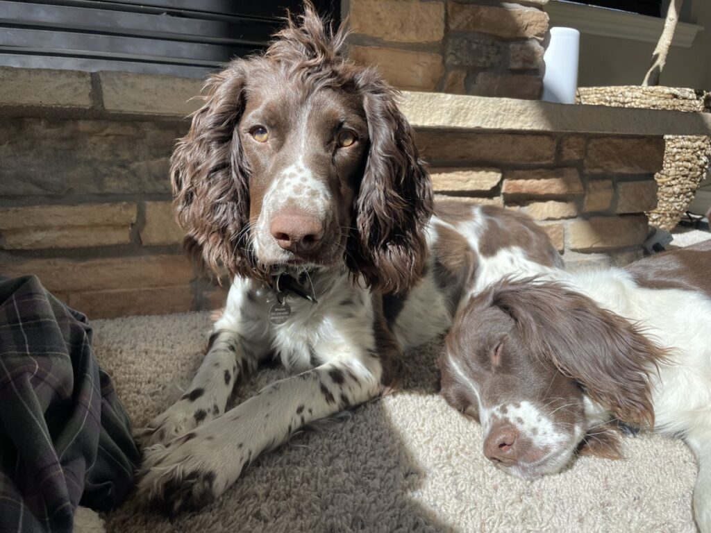 Announcing SITFFR’s new Mascot – Spaniels in the Field & Flushing ...